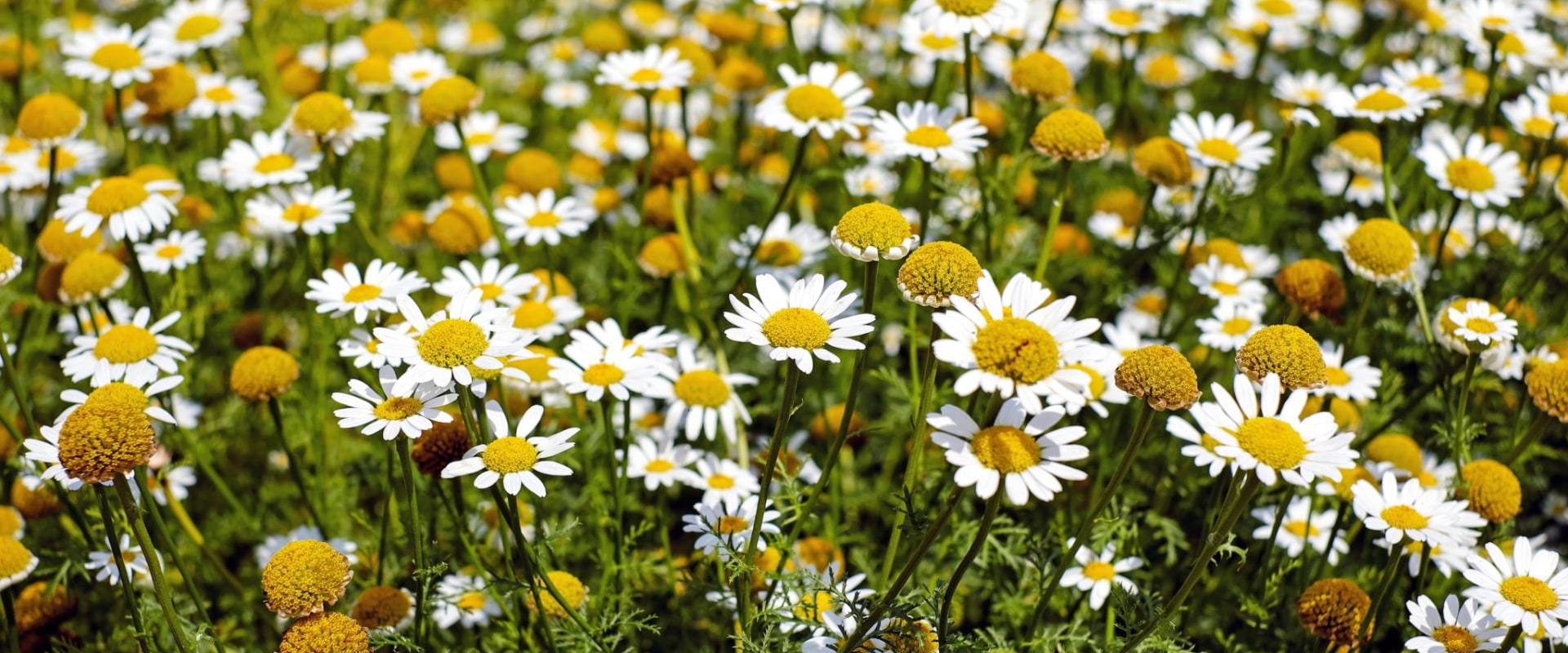 Chamomile Inhalation Therapy: A Natural Alternative